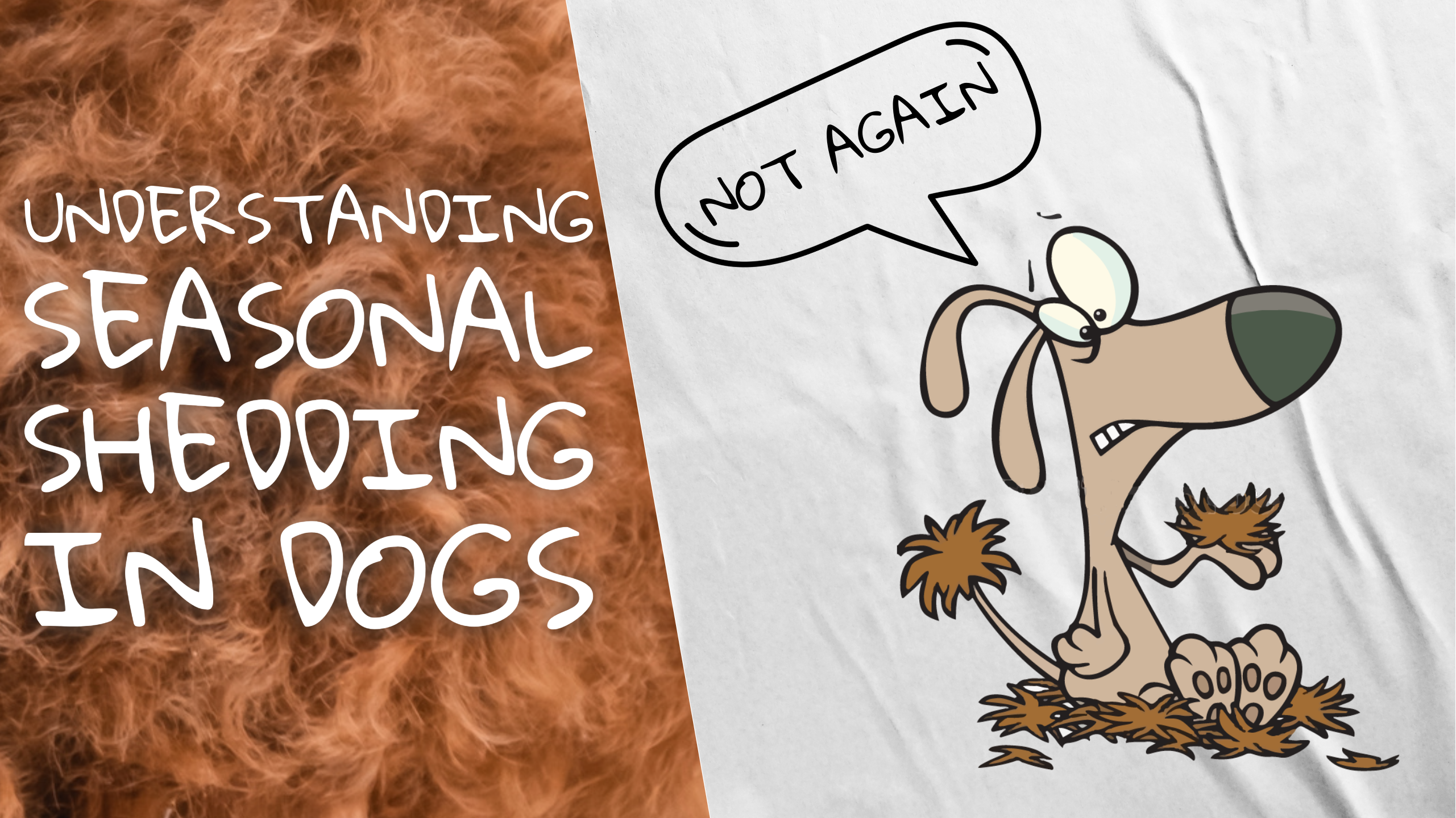 Understanding Seasonal Shedding in Dogs: Causes and Coping Strategies – Ruby Reese